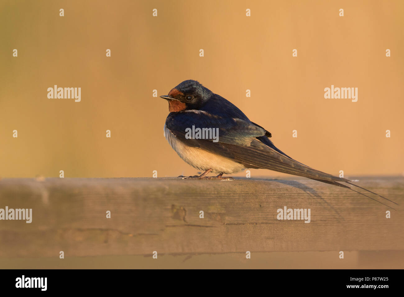 Ssp rustica hi-res stock photography and images - Alamy