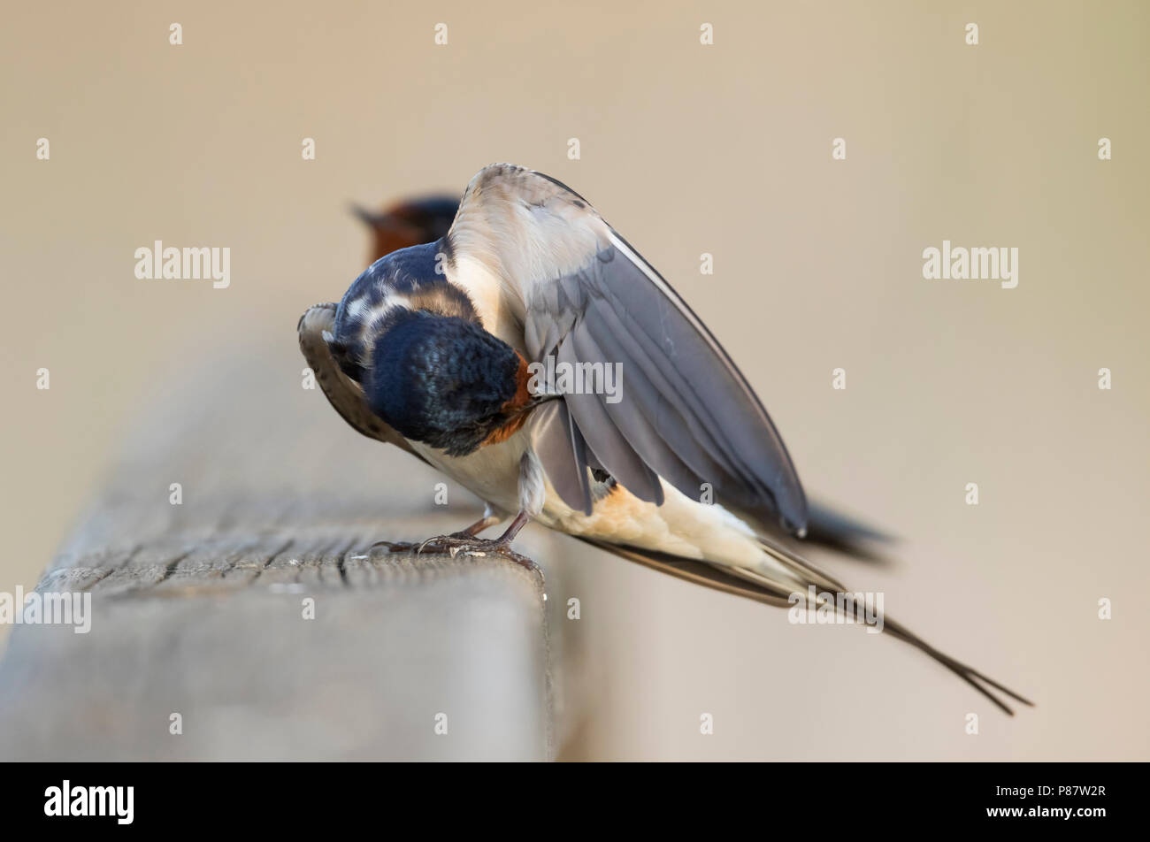 Ssp rustica hi-res stock photography and images - Alamy