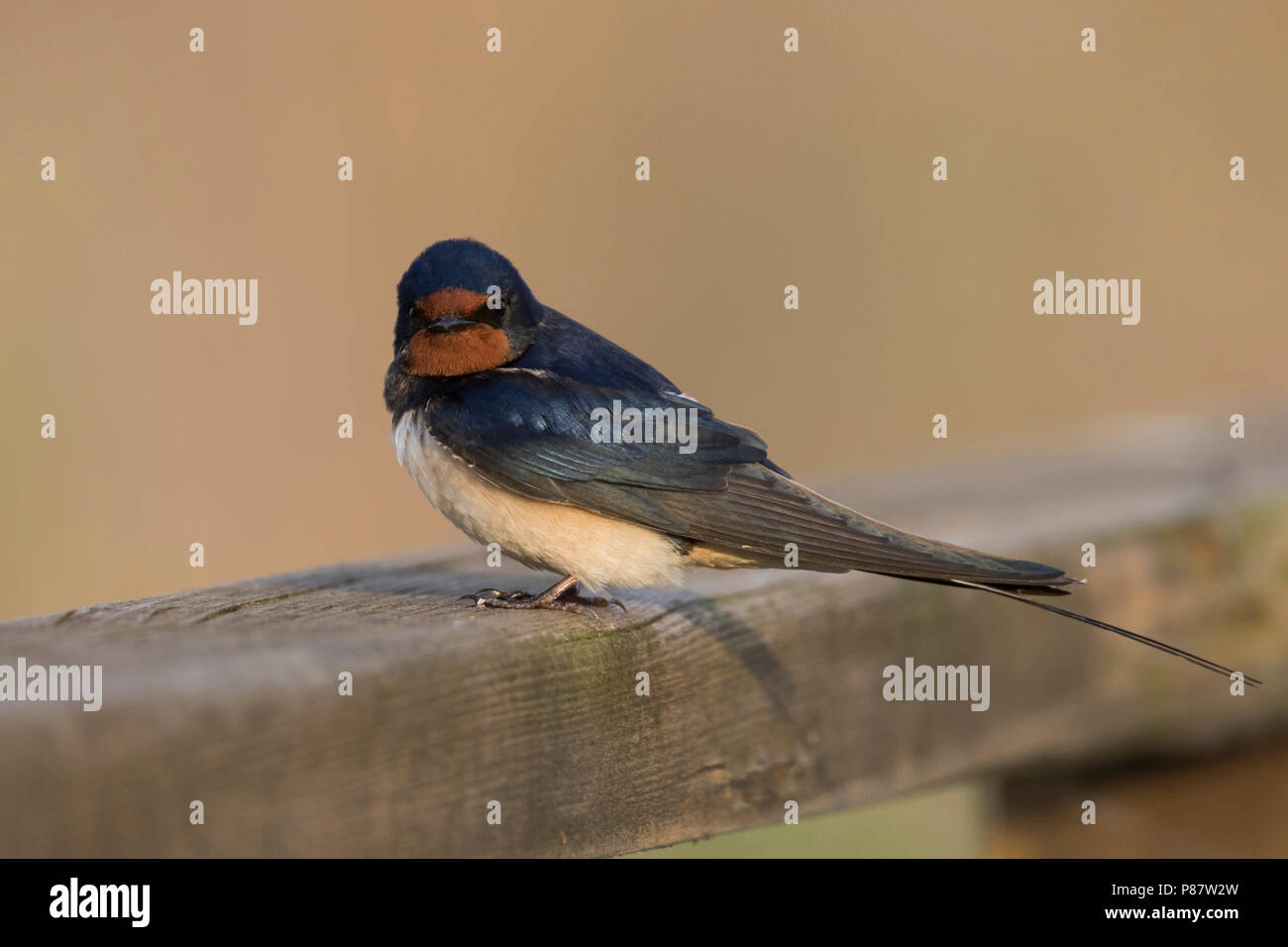 Male barn swallow hirundo hi-res stock photography and images - Alamy