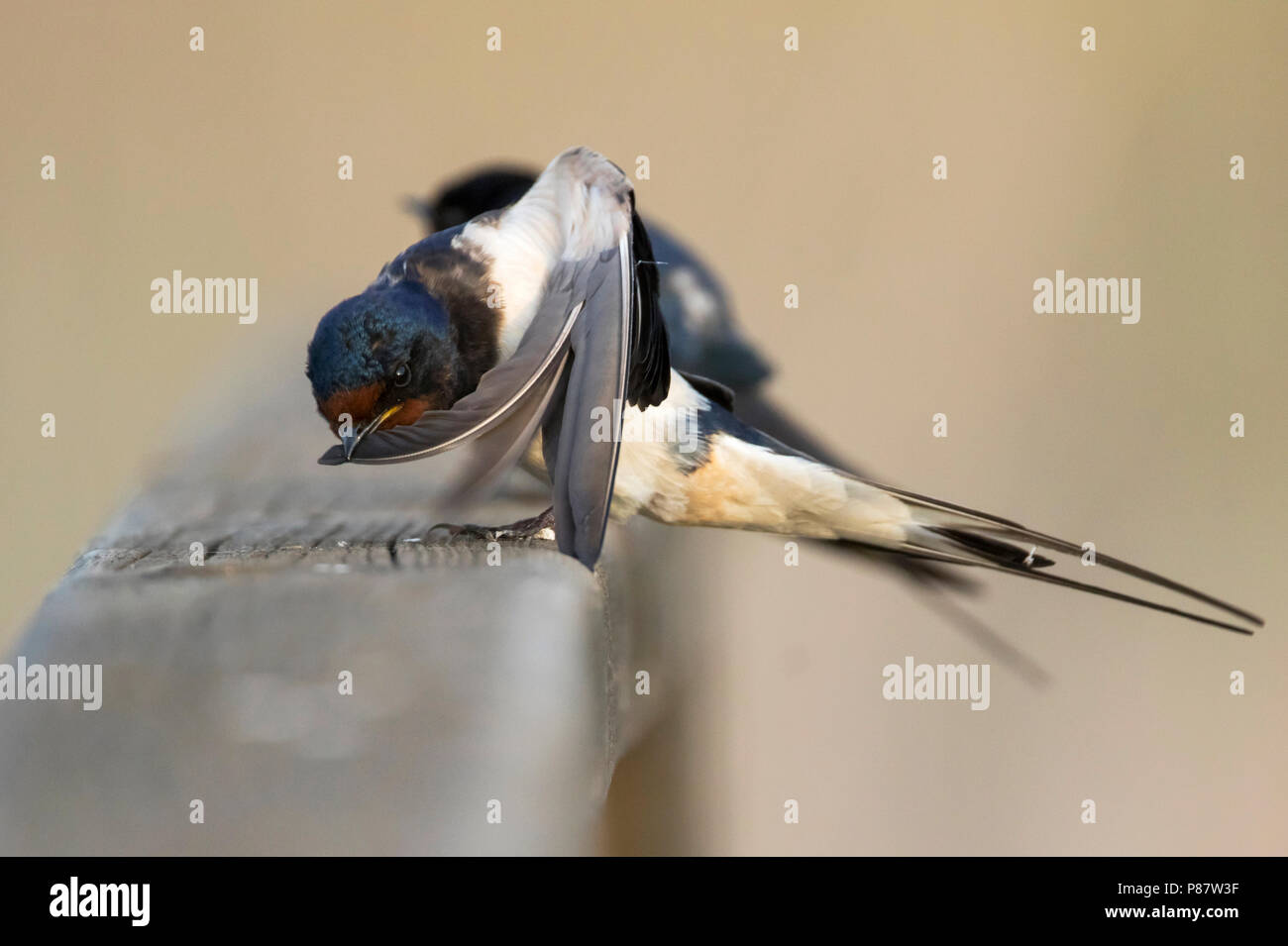 Ssp rustica hi-res stock photography and images - Alamy