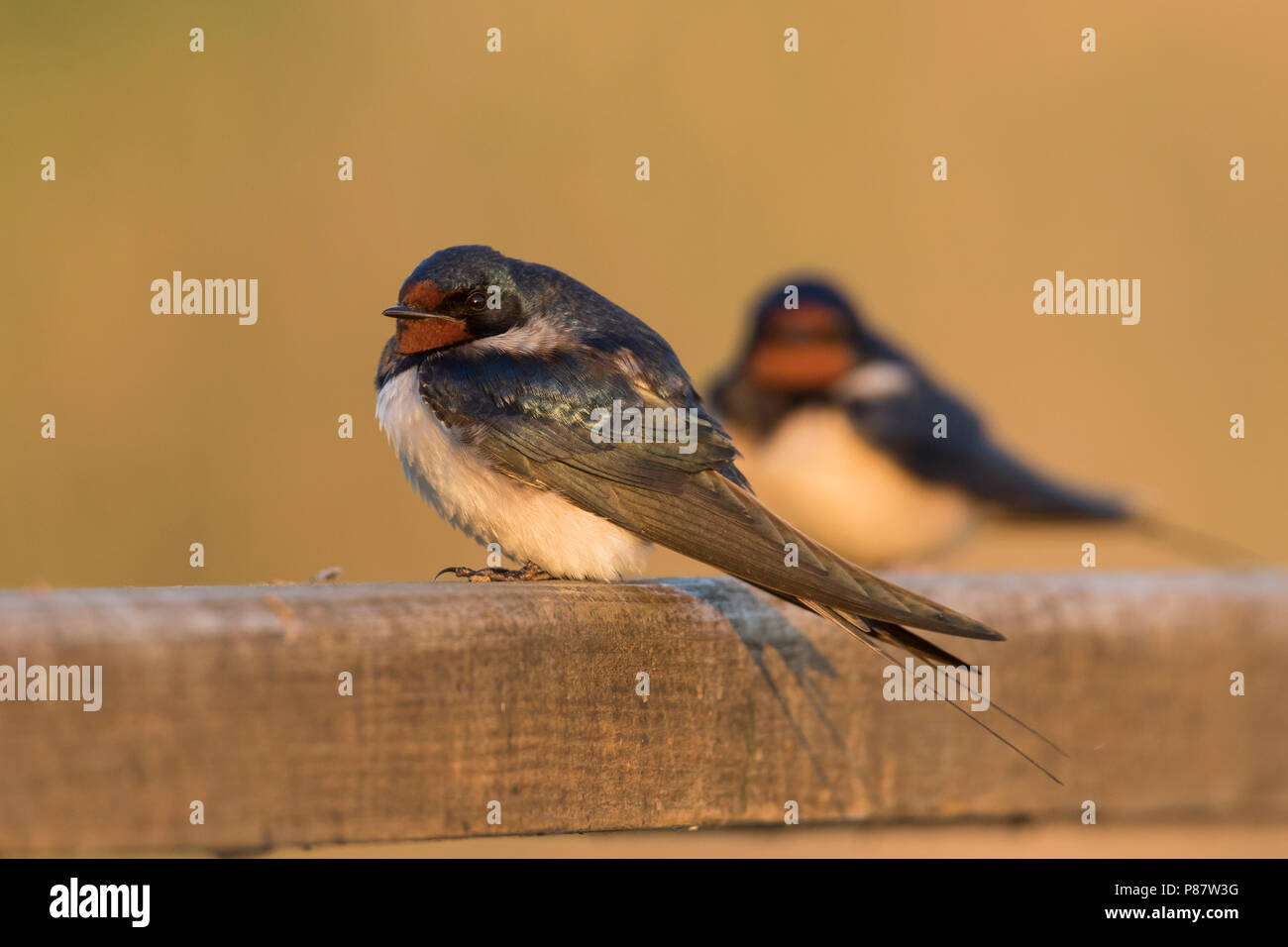 Female barn swallow hirundo rustica hi-res stock photography and images ...