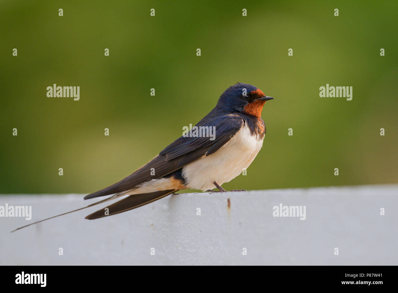 Ssp rustica hi-res stock photography and images - Alamy