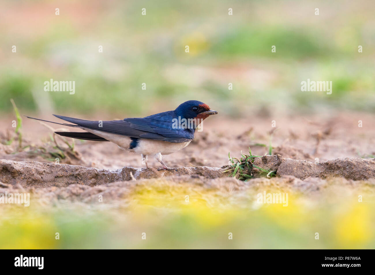 Barn Swallow - Rauchschwalbe - Hirundo rustica ssp. rustica, Morocco ...