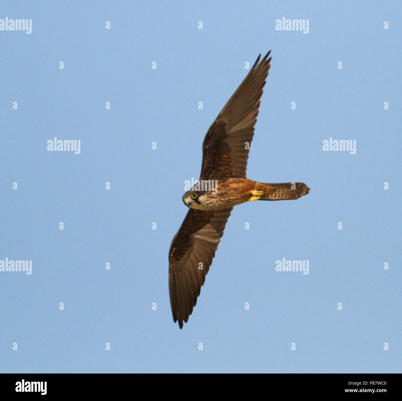 Eleonoras falcon hi-res stock photography and images - Alamy