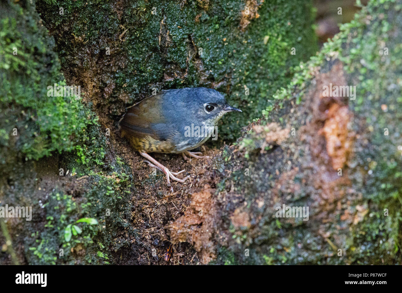 White breasted tapaculo hi-res stock photography and images - Alamy