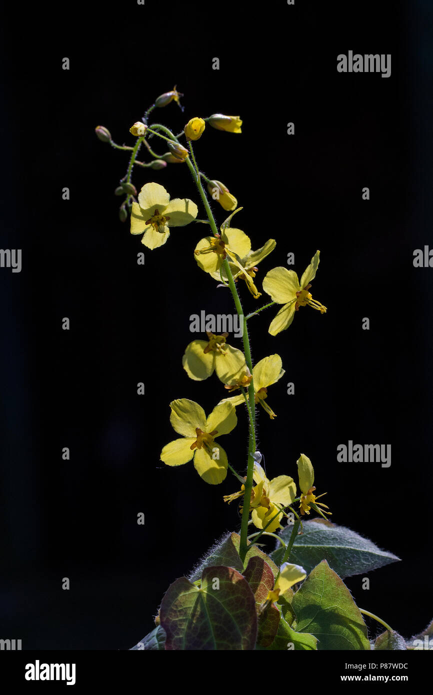 Barrenwort hi-res stock photography and images - Alamy