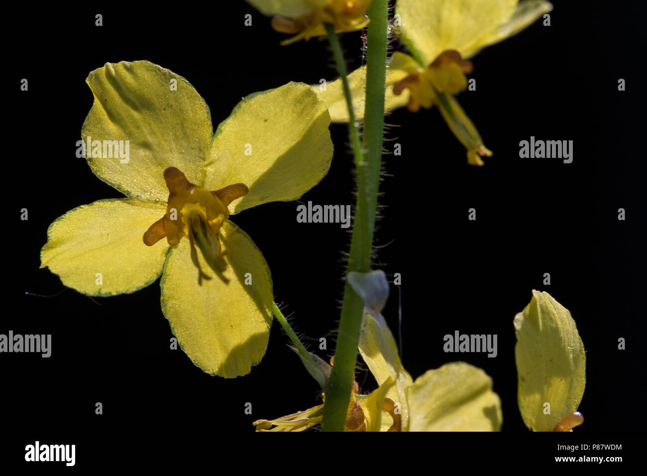 Elfenbloem hi-res stock photography and images - Alamy