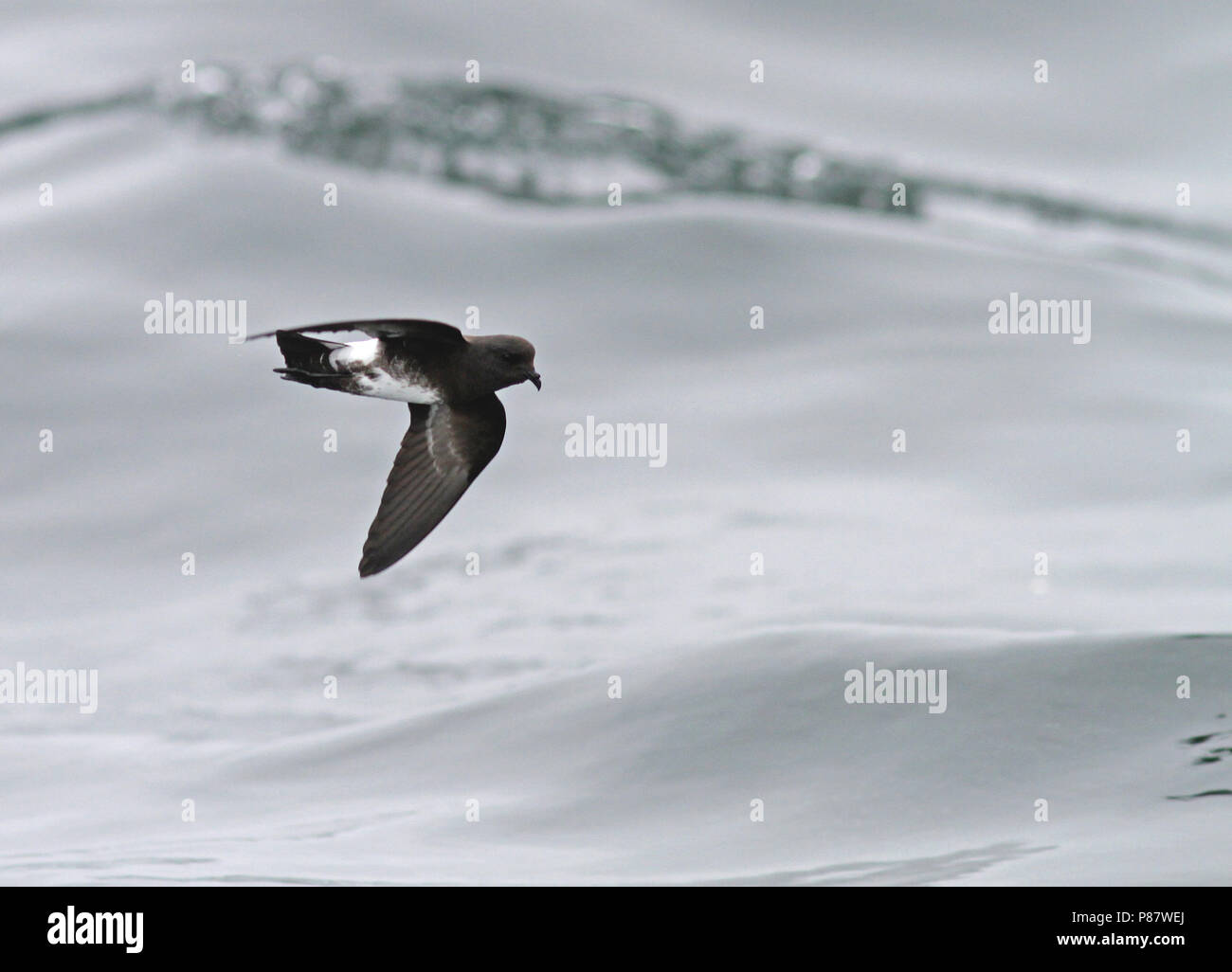 Storm petrel hi-res stock photography and images - Alamy