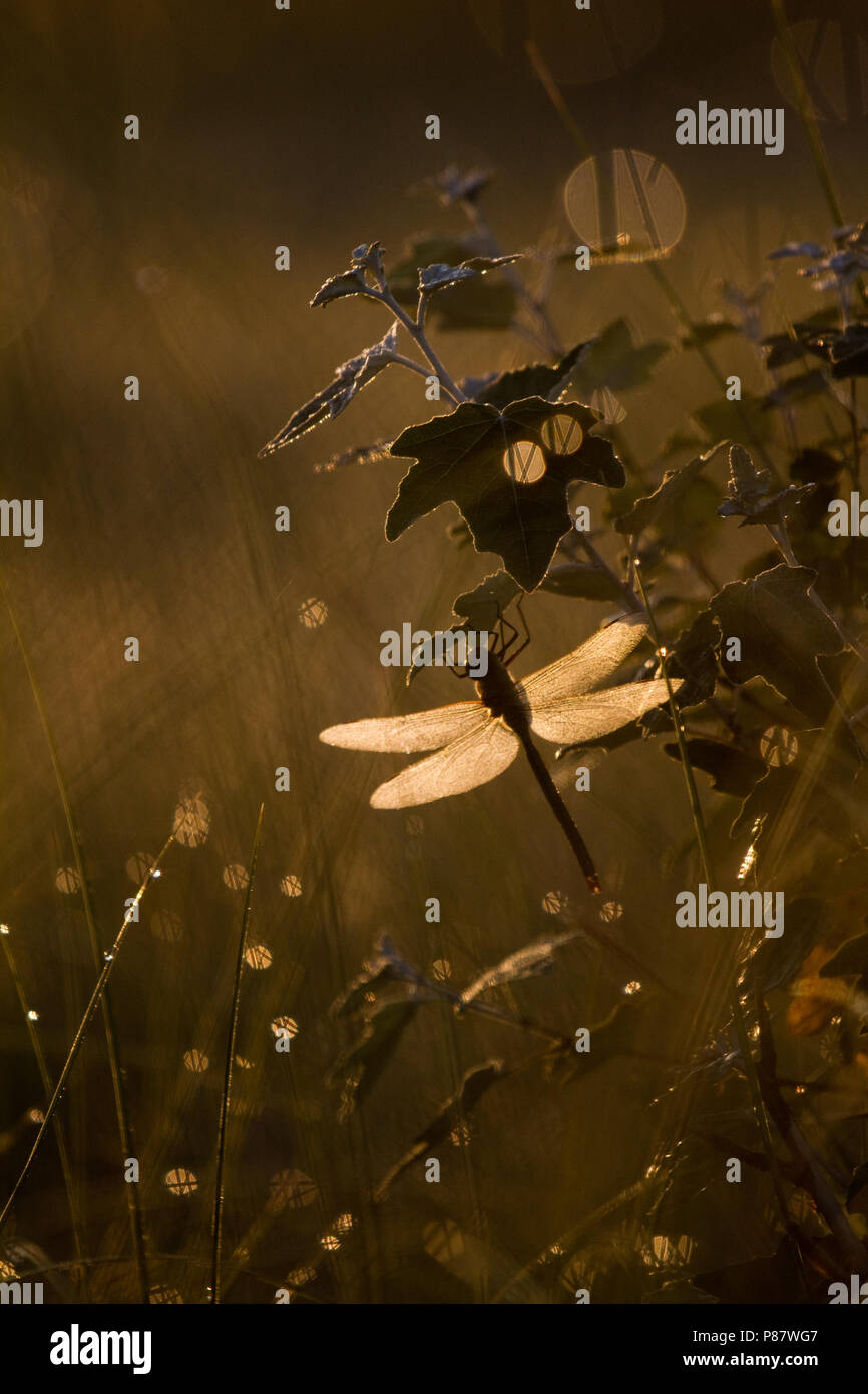 Grote keizerlibel, Blue Emperor Stock Photo - Alamy