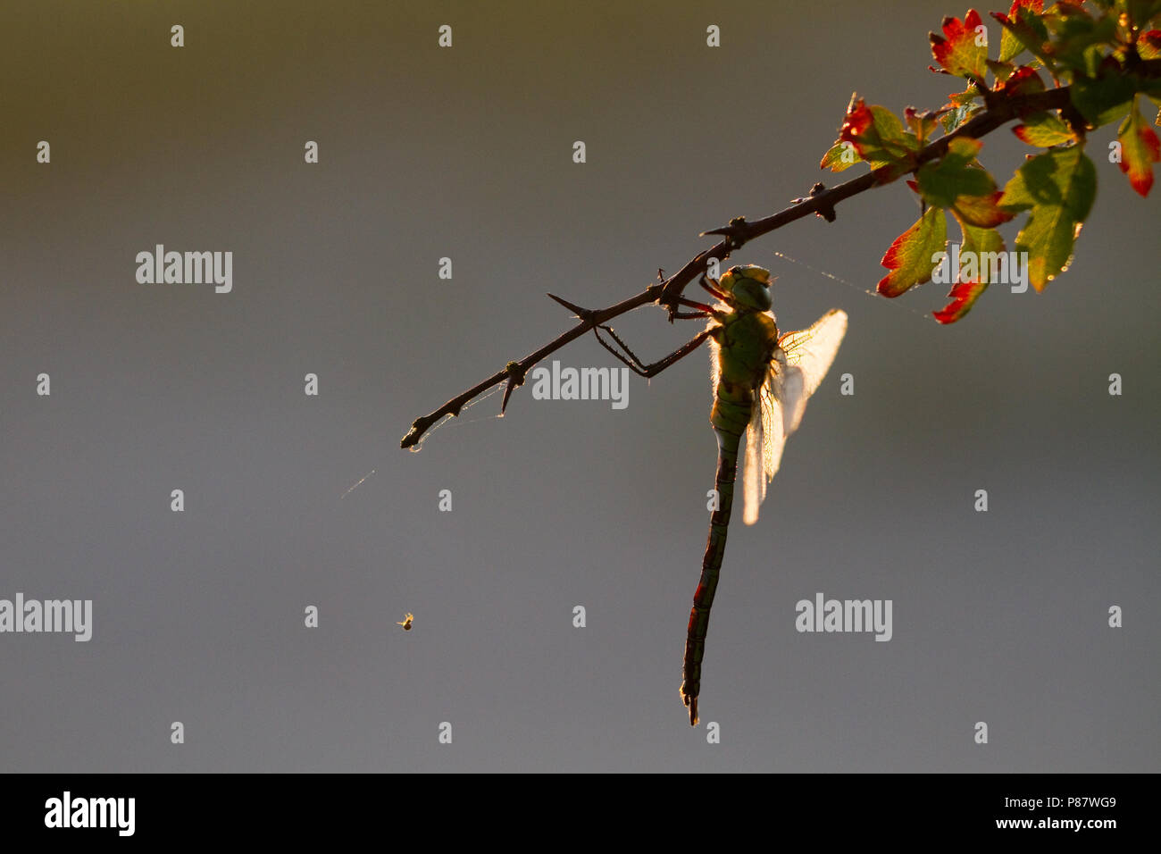 Grote keizerlibel, Blue Emperor Stock Photo - Alamy