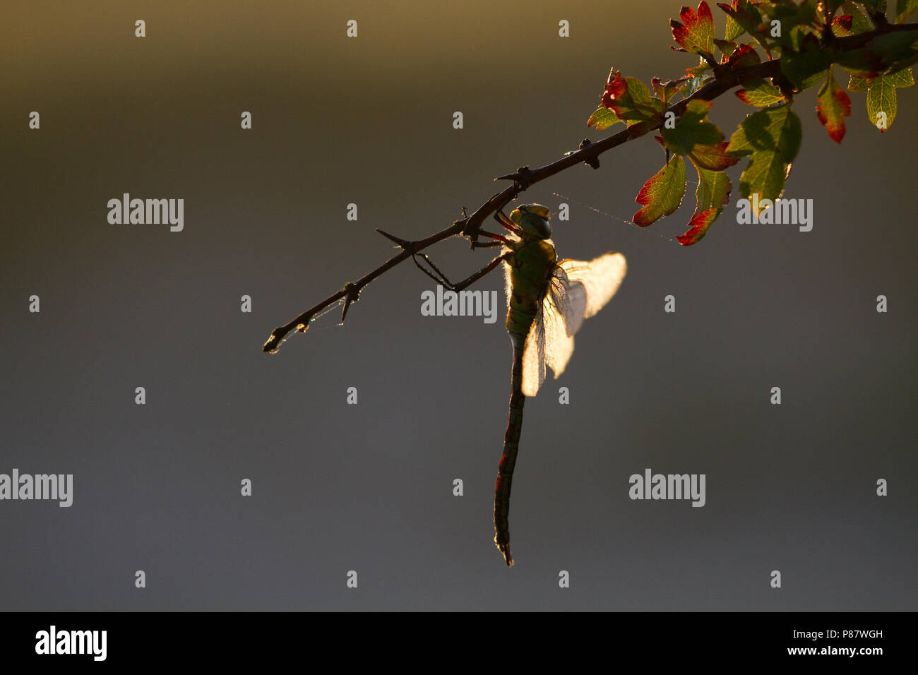 Keizerlibel hi-res stock photography and images - Alamy