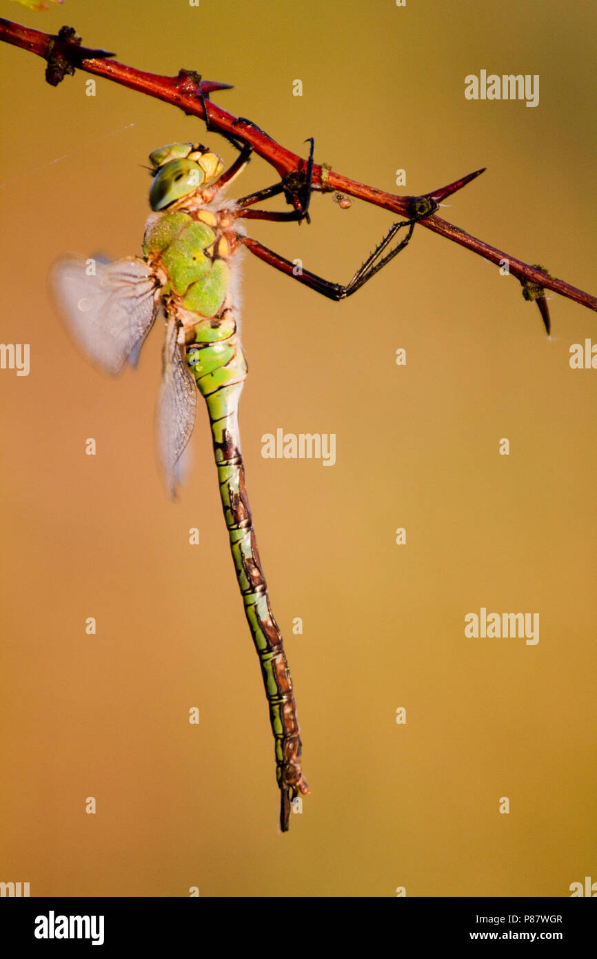 Grote keizerlibel, Blue Emperor Stock Photo - Alamy