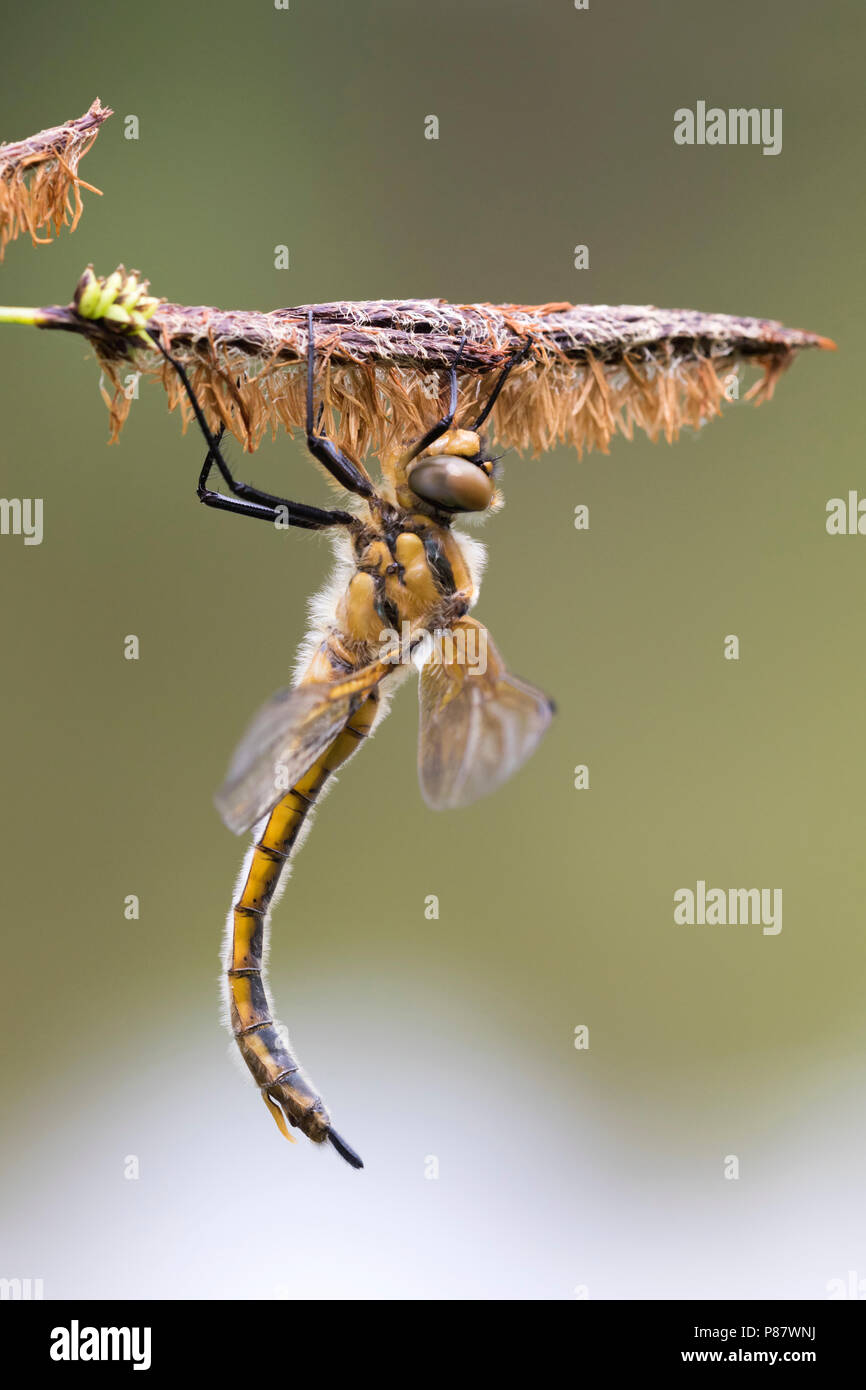 Vrouwtje Tweevlek, Female Epitheca bimaculata Stock Photo - Alamy