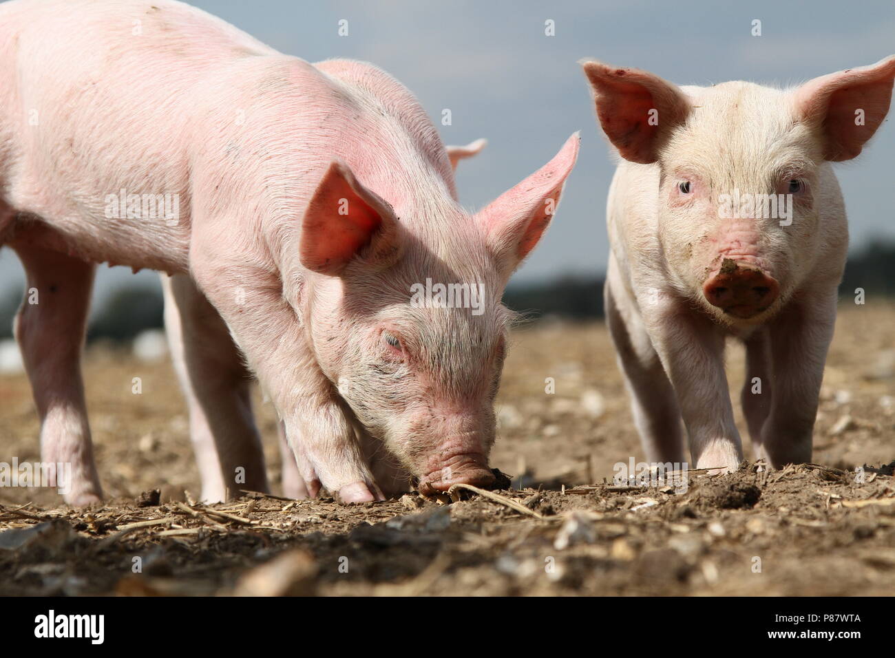Pigs running free hi-res stock photography and images - Alamy
