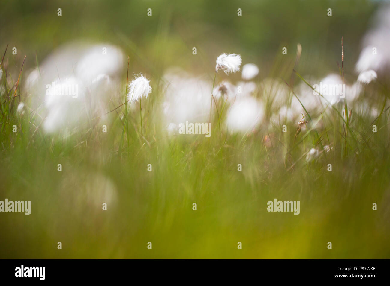 Veld flower hi-res stock photography and images - Alamy