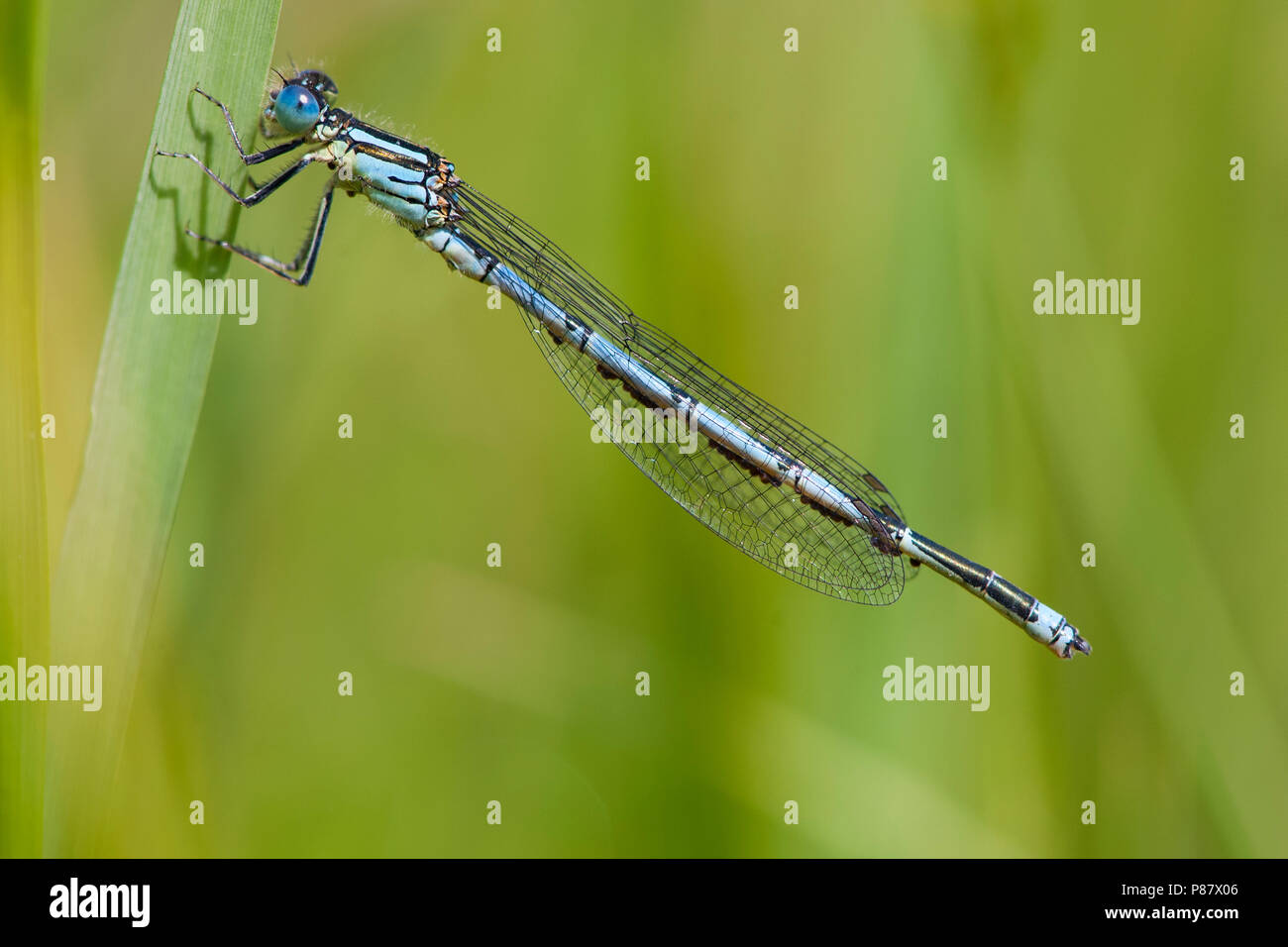 Mijten hi-res stock photography and images - Alamy