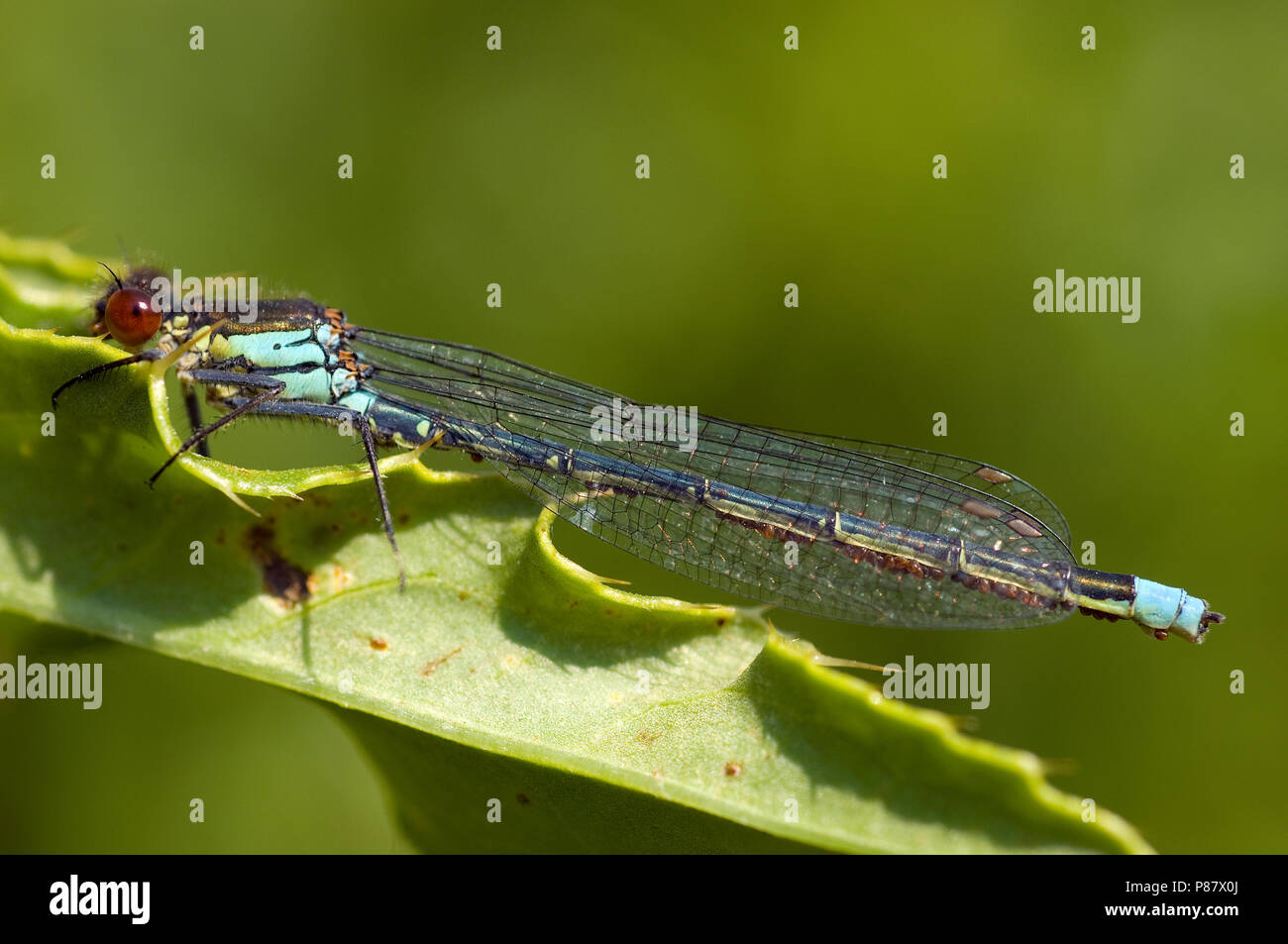 Mijten High Resolution Stock Photography and Images - Alamy
