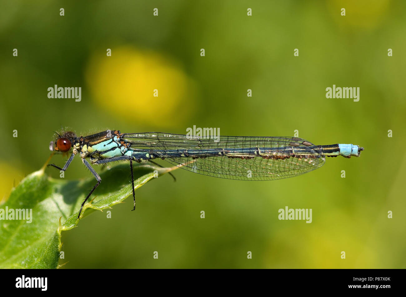 Mijten hi-res stock photography and images - Alamy