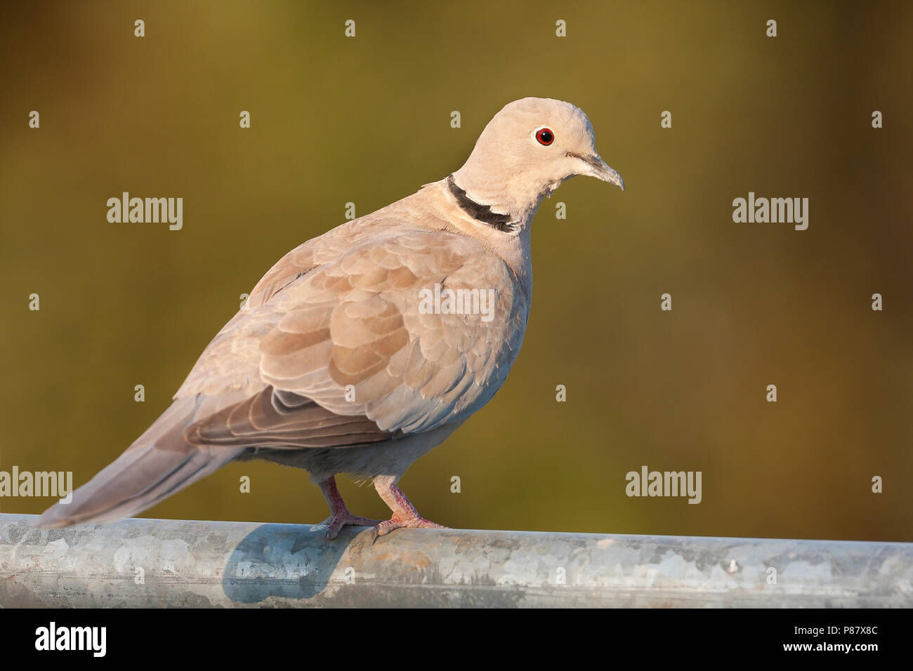 Streptopelia eurasian hi-res stock photography and images - Alamy