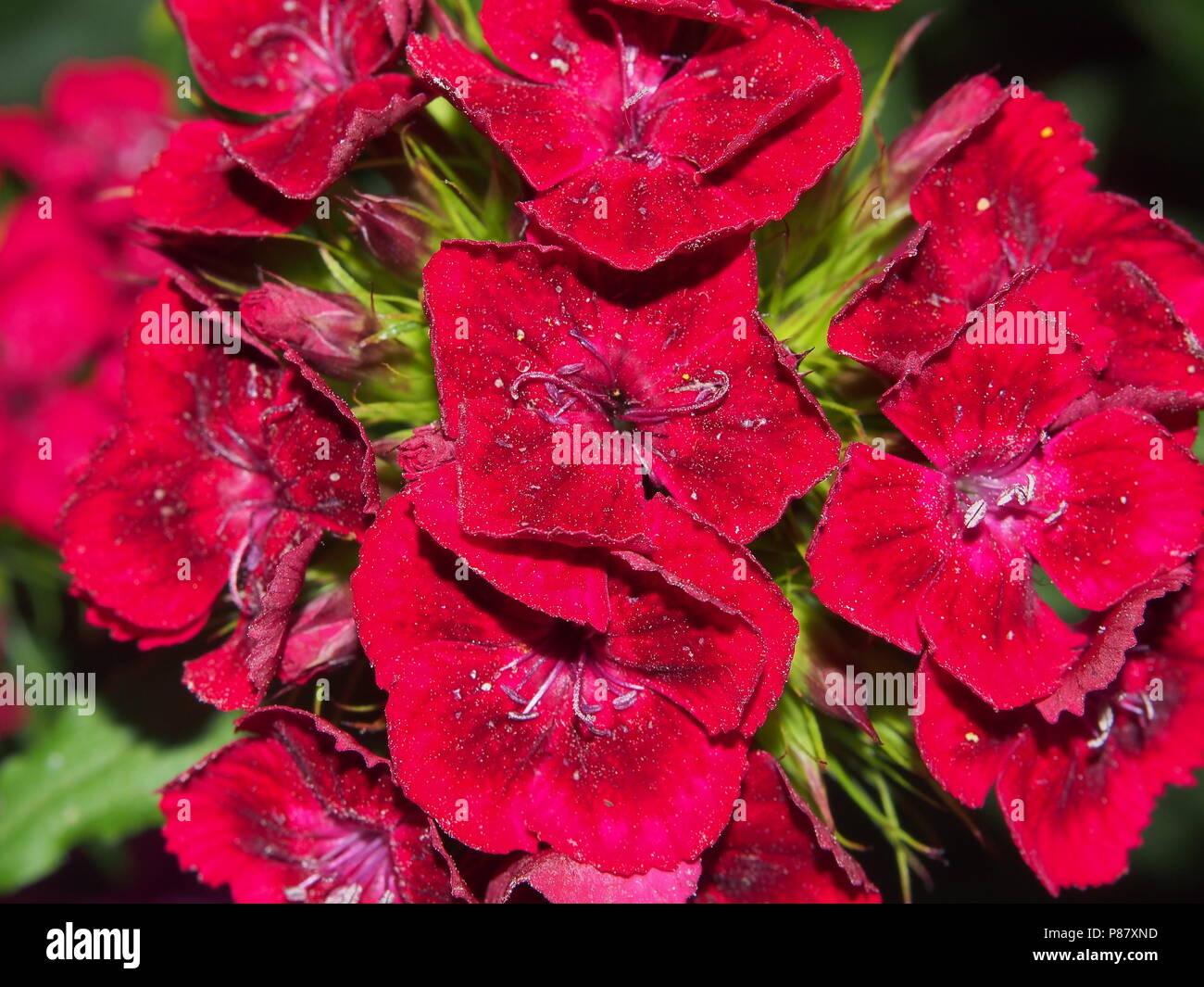 Bunches of Chinese carnation buds. Garden flowers. Gardening. Photos of ...