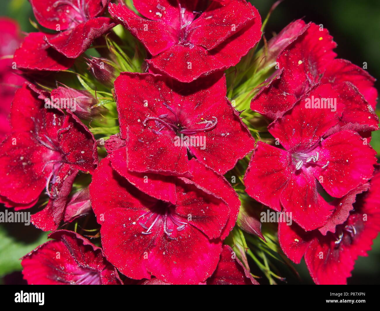 Bunches of Chinese carnation buds. Garden flowers. Gardening. Photos of ...