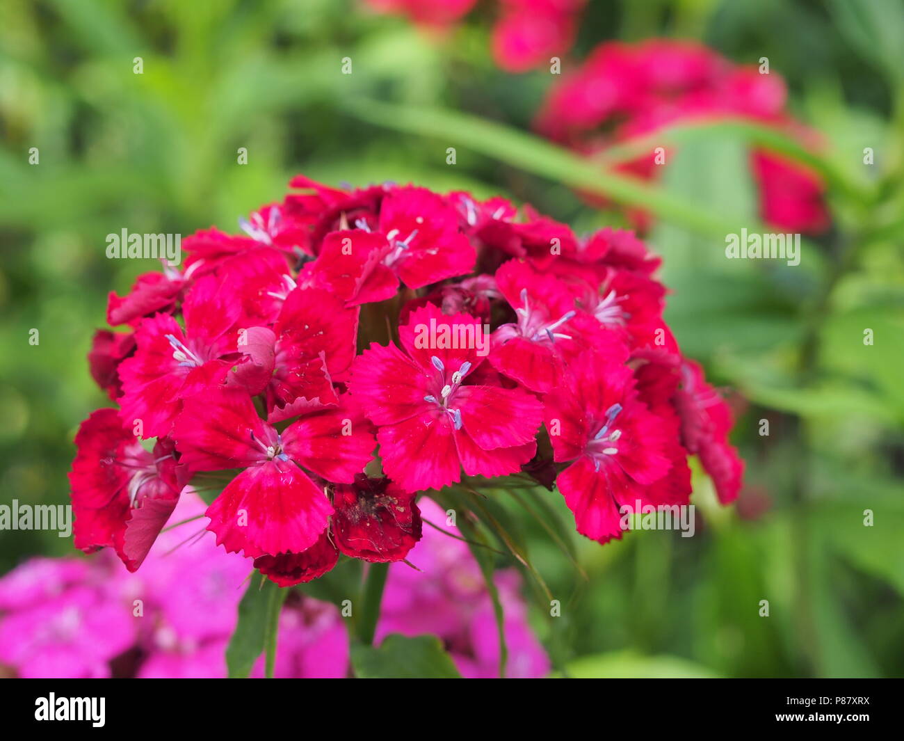 Bunches of Chinese carnation buds. Garden flowers. Gardening. Photos of ...