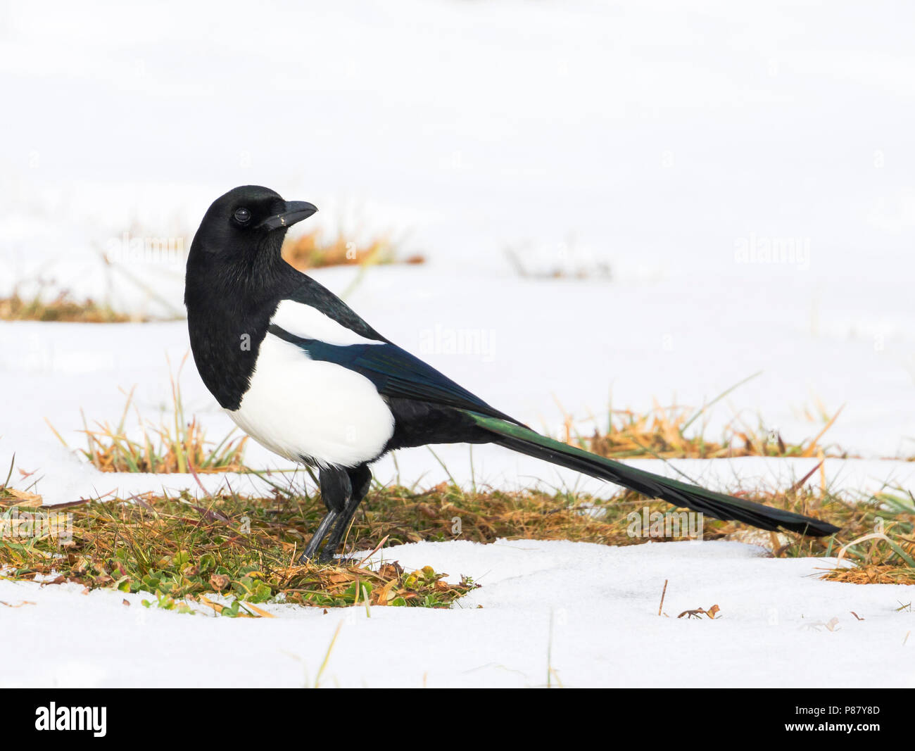 Eurasian Magpie - Elster - Pica pica ssp. melanotos, Spain, adult Stock ...
