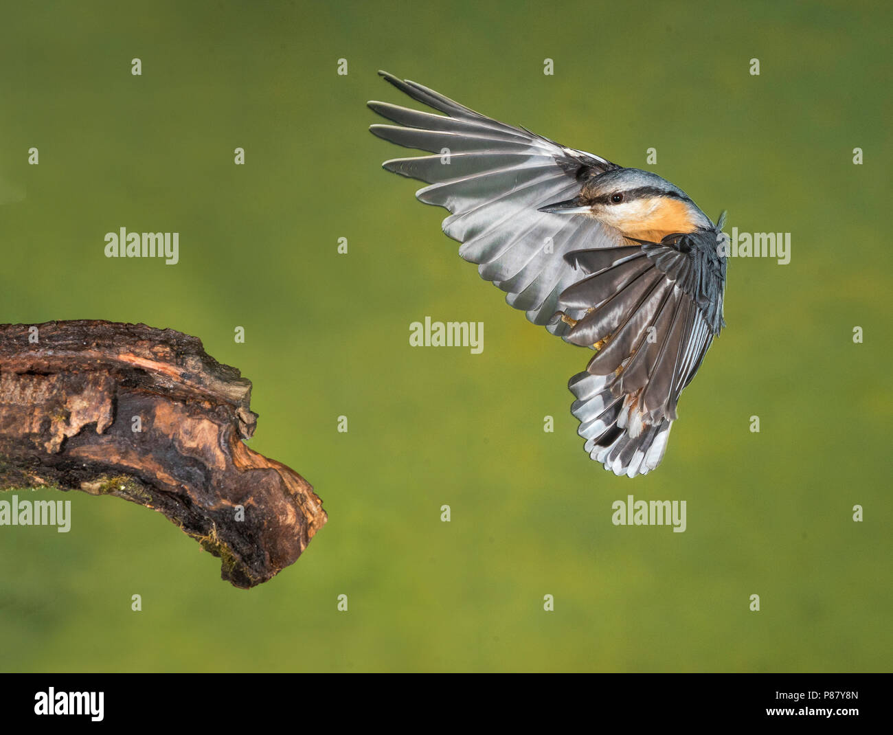 Flying nuthatch hi-res stock photography and images - Alamy