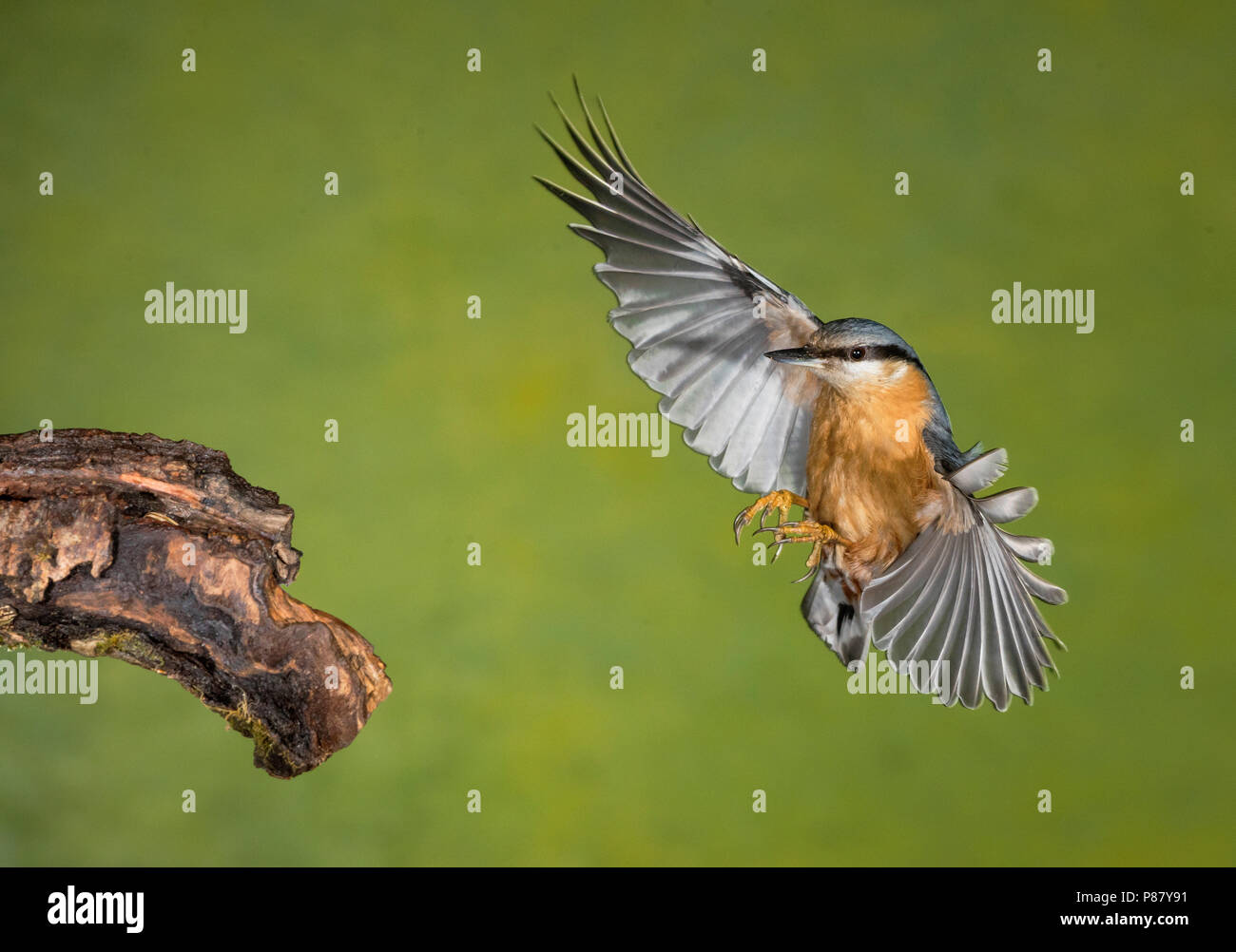 Flying nuthatch hi-res stock photography and images - Alamy