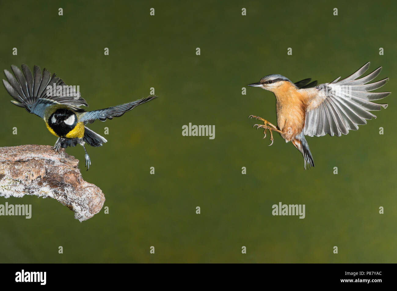 Flying nuthatch hi-res stock photography and images - Alamy