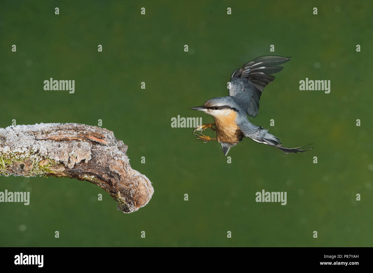 Flying nuthatch hi-res stock photography and images - Alamy