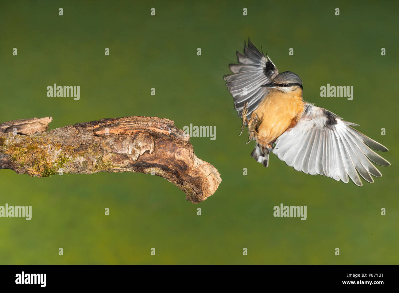 Flying nuthatch hi-res stock photography and images - Alamy