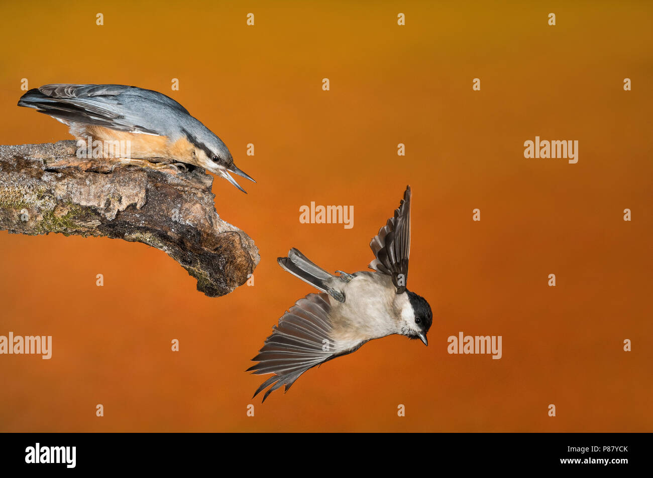 Flying nuthatch hi-res stock photography and images - Alamy