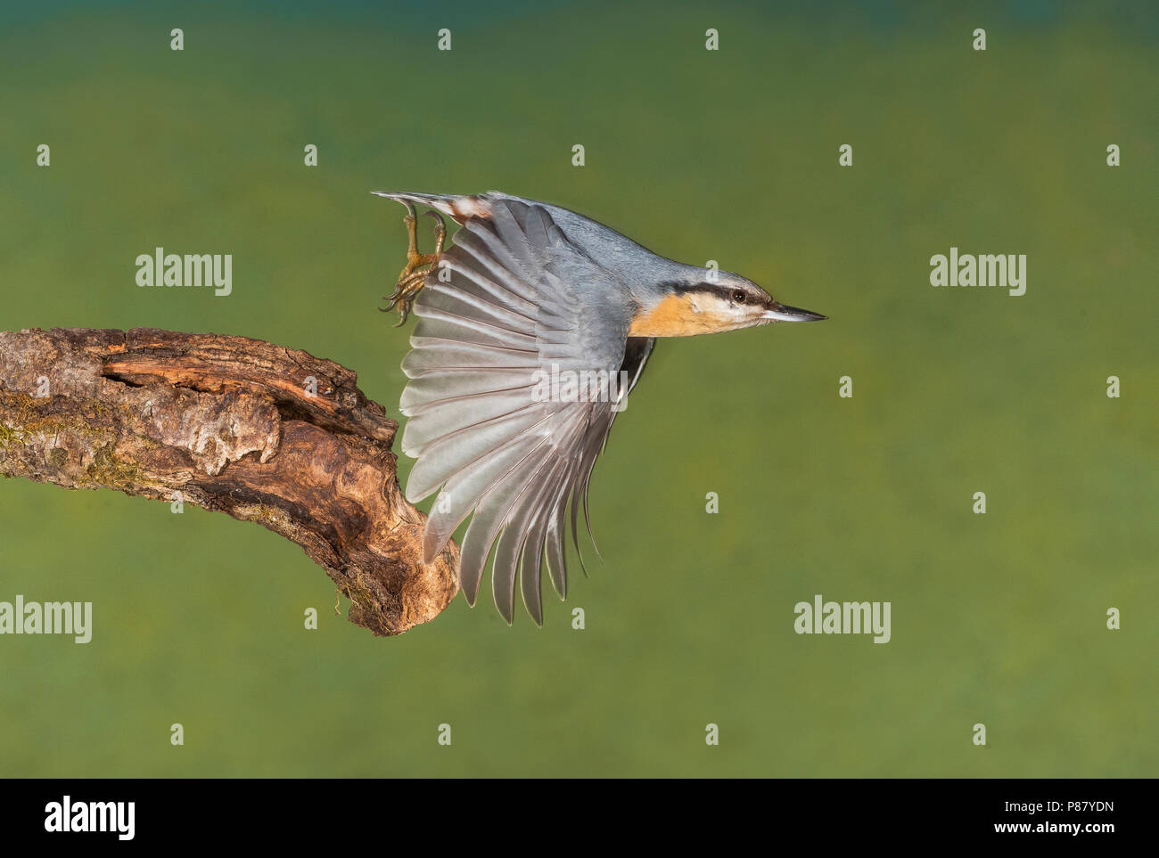 Flying nuthatch hi-res stock photography and images - Alamy