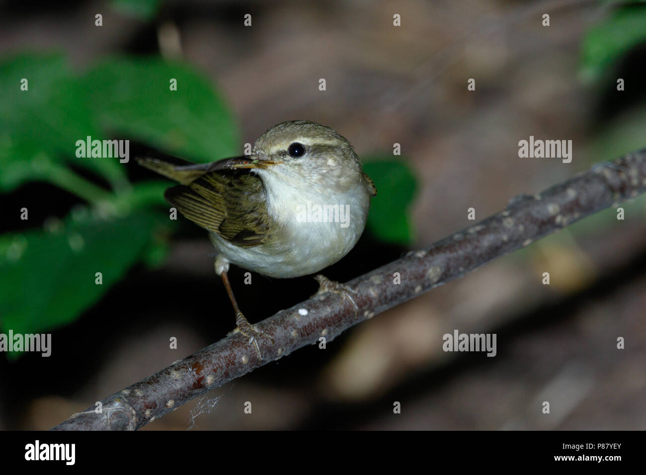 Phylloscopus trochiloides hi-res stock photography and images - Alamy
