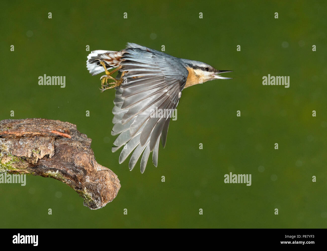 Nuthatch flying hi-res stock photography and images - Alamy