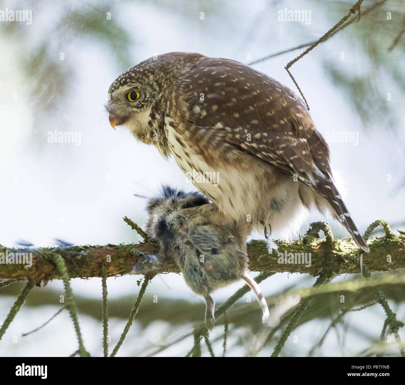 Eurasian Pygmy-Owl - Sperlingskauz - (Glaucidium passerinum ssp ...