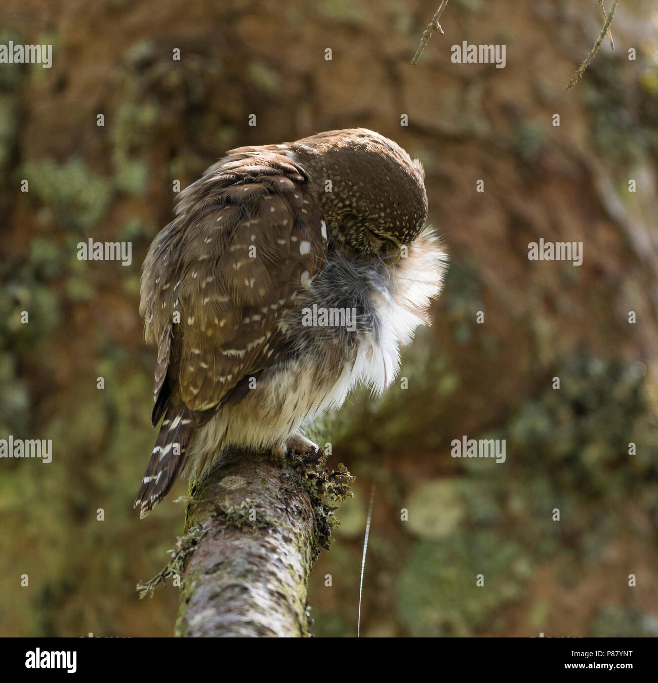 Eurasian Pygmy-Owl - Sperlingskauz - (Glaucidium passerinum ssp ...