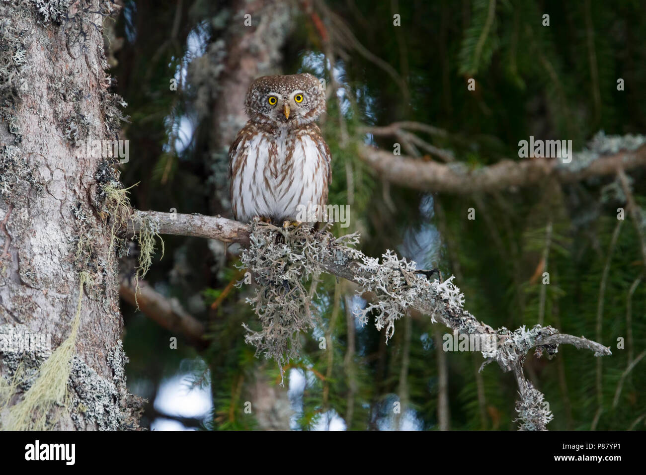 Eurasian Pygmy-Owl - Sperlingskauz - (Glaucidium passerinum ssp ...