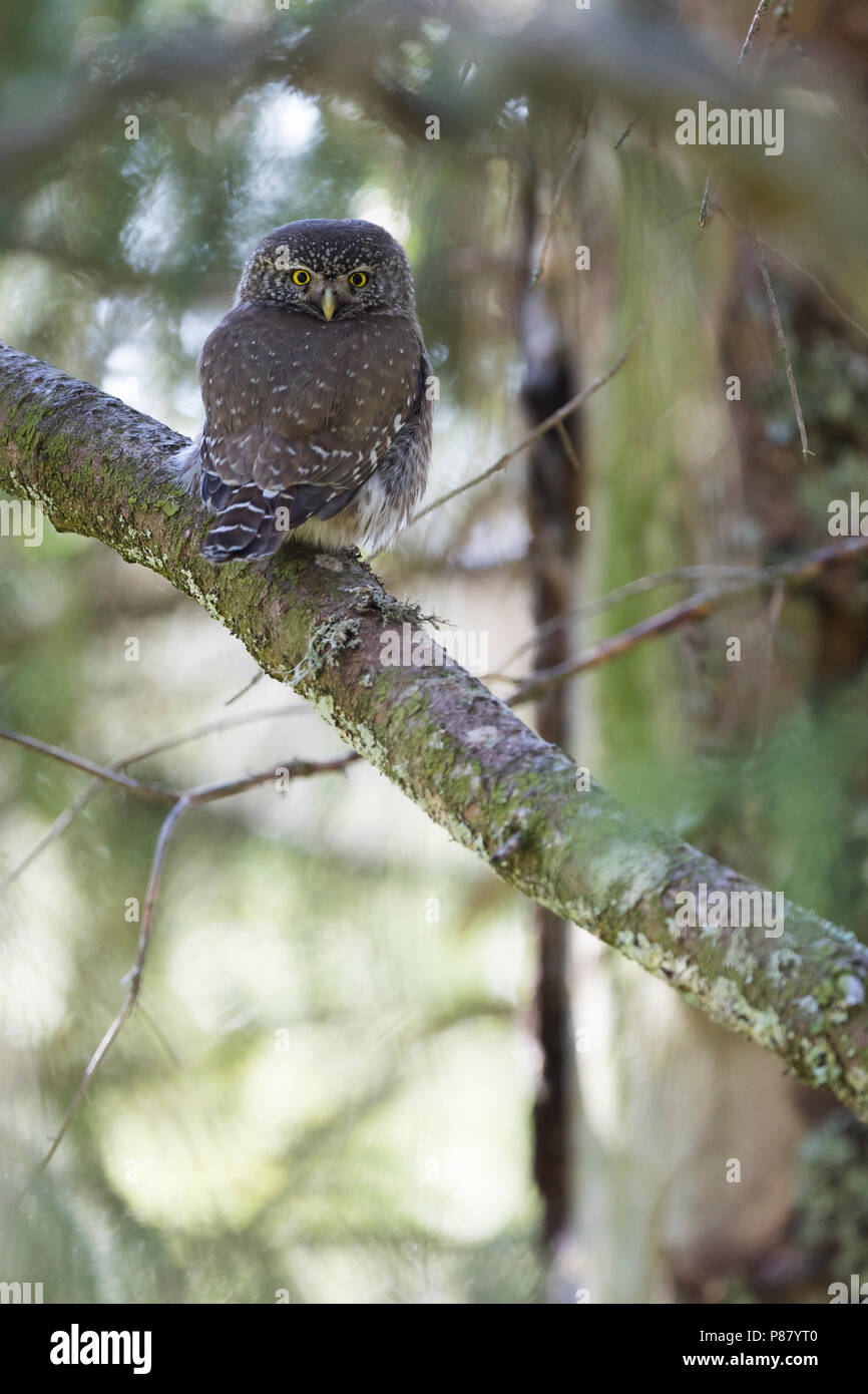 Eurasian Pygmy-Owl - Sperlingskauz - (Glaucidium passerinum ssp ...