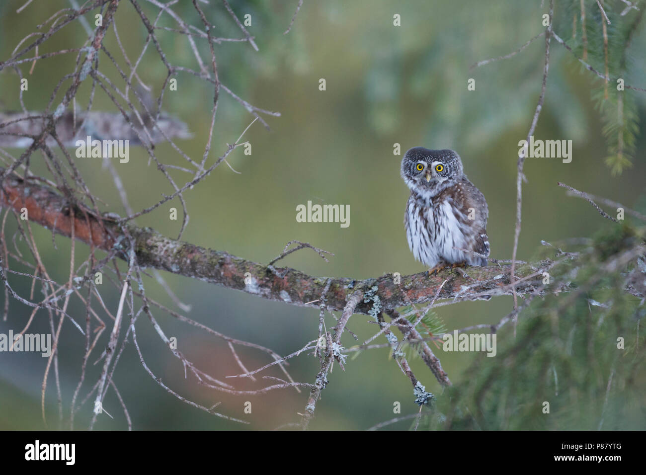 Eurasian Pygmy-Owl - Sperlingskauz - (Glaucidium passerinum ssp ...