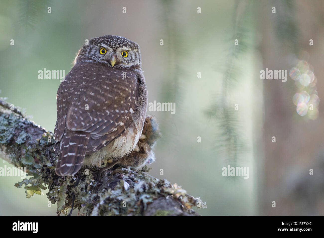 Eurasian Pygmy-Owl - Sperlingskauz - (Glaucidium passerinum ssp ...