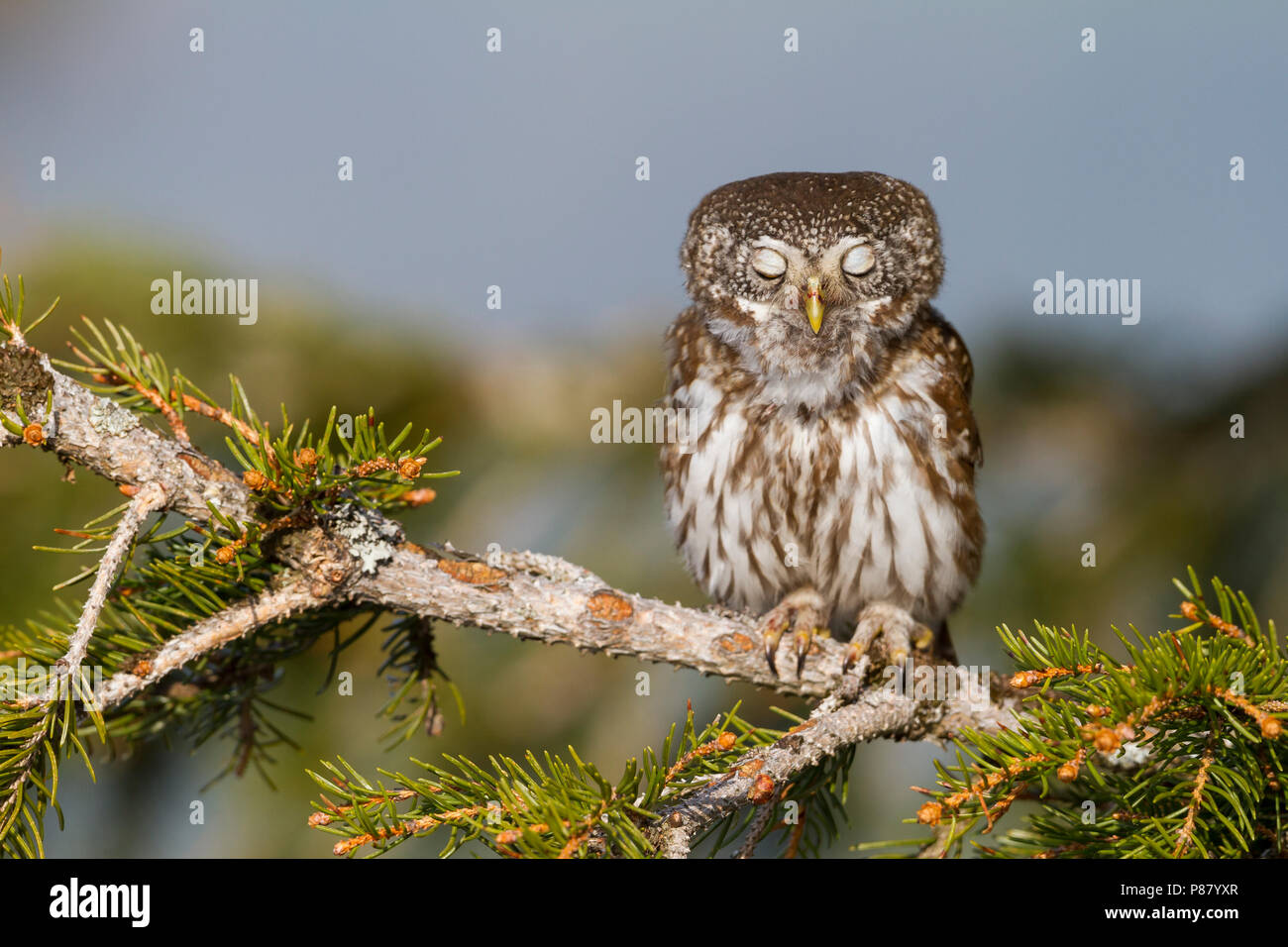 Eurasian Pygmy-Owl - Sperlingskauz - (Glaucidium passerinum ssp ...