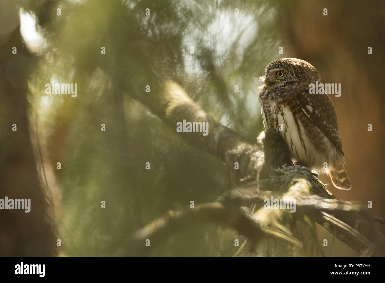 Eurasian Pygmy-Owl - Sperlingskauz - (Glaucidium passerinum ssp ...