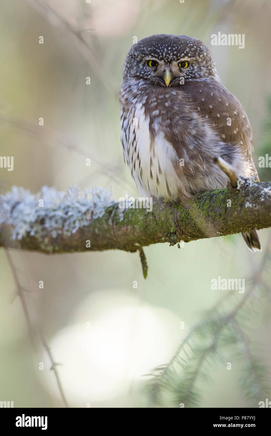 Eurasian Pygmy-Owl - Sperlingskauz - (Glaucidium passerinum ssp ...