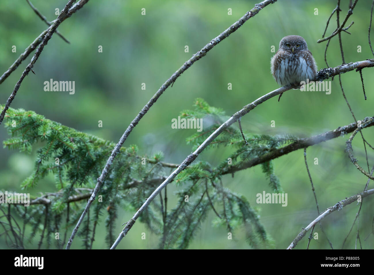 Eurasian Pygmy-Owl - Sperlingskauz - (Glaucidium passerinum ssp ...