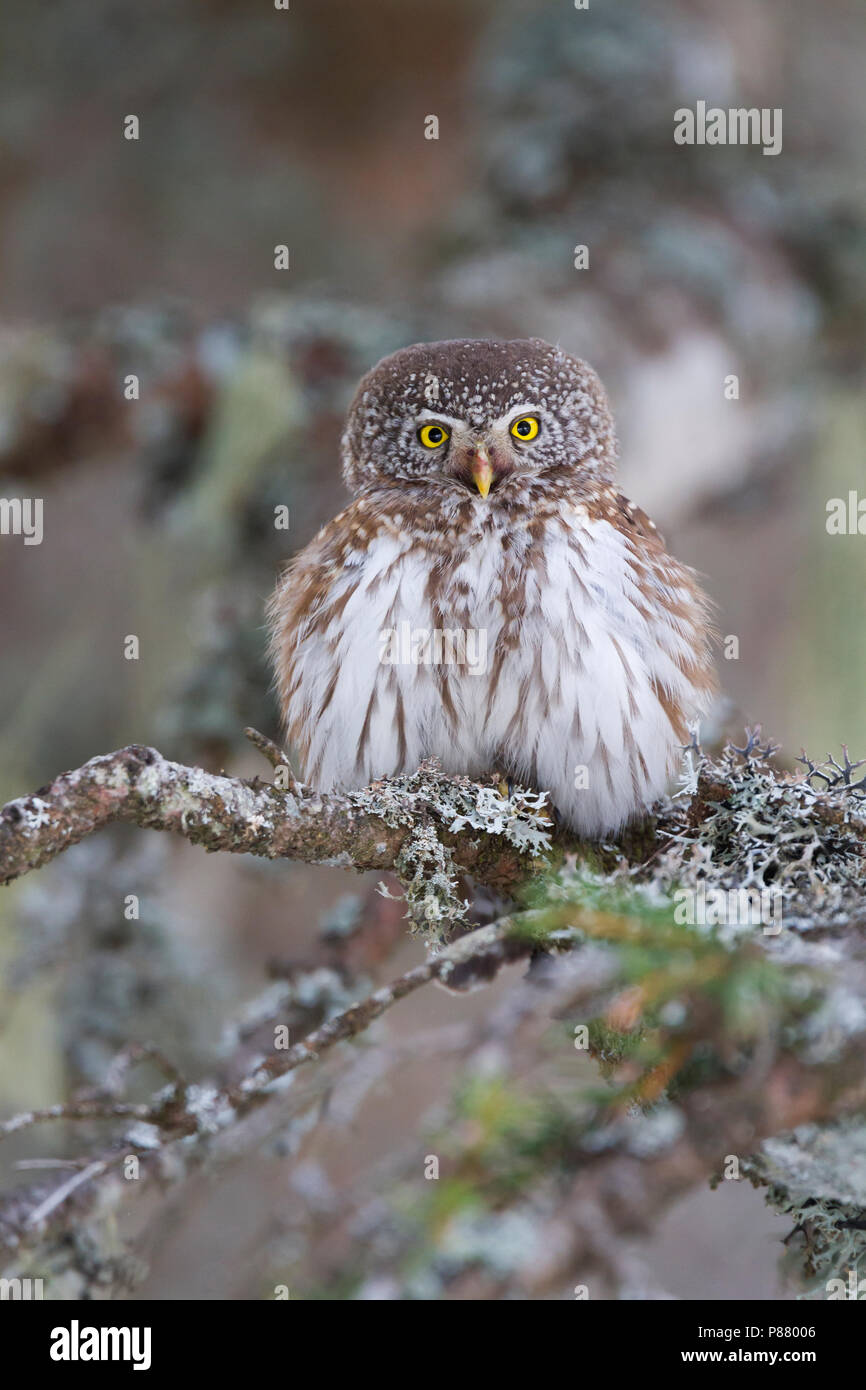 Eurasian Pygmy-Owl - Sperlingskauz - (Glaucidium passerinum ssp ...
