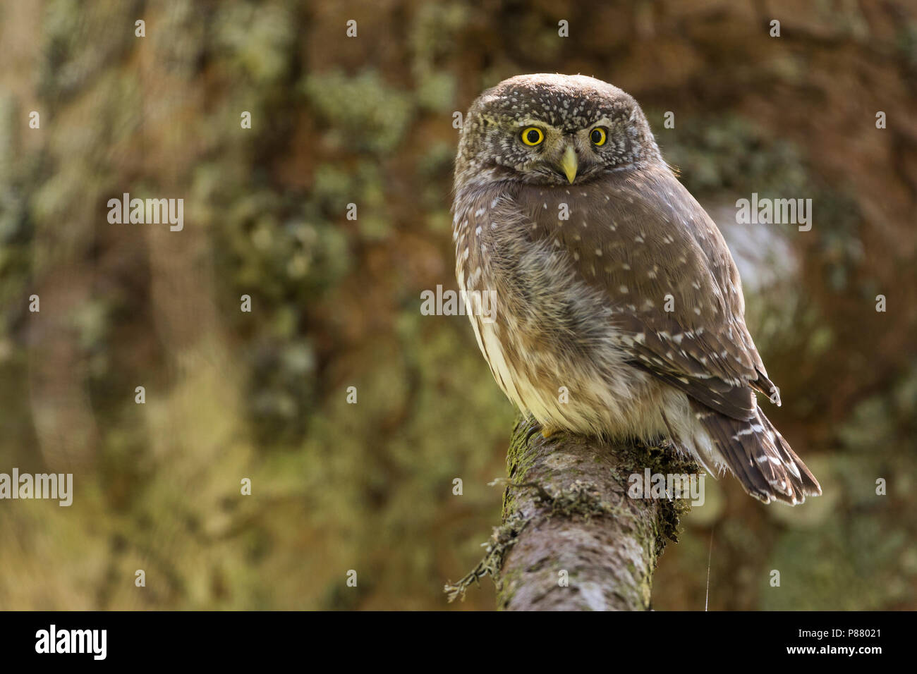 Eurasian Pygmy-Owl - Sperlingskauz - (Glaucidium passerinum ssp ...