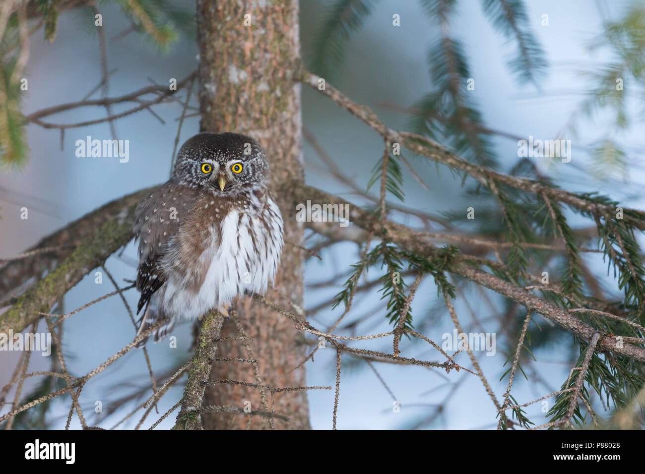Eurasian Pygmy-Owl - Sperlingskauz - (Glaucidium passerinum ssp ...