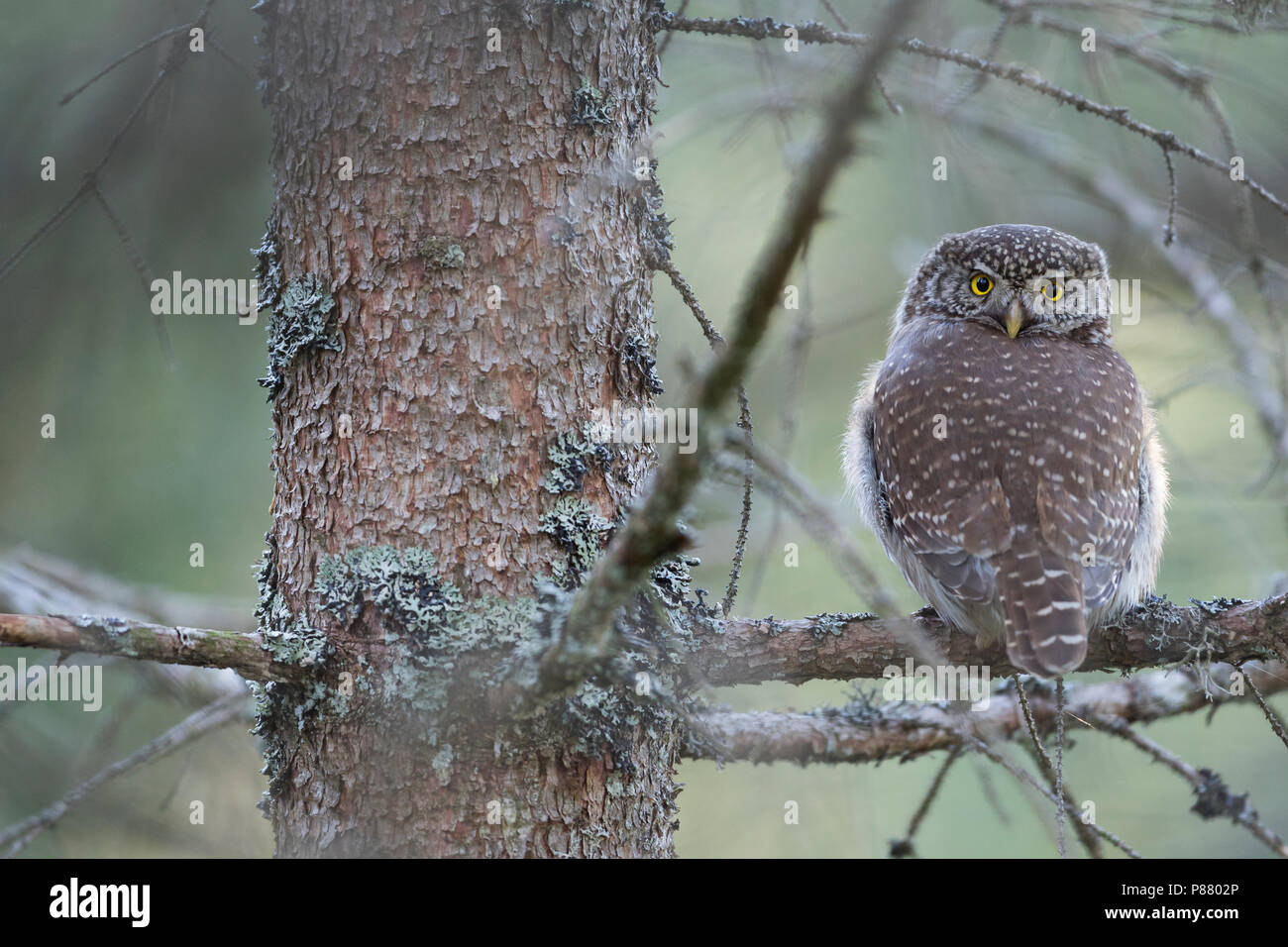 Eurasian Pygmy-Owl - Sperlingskauz - (Glaucidium passerinum ssp ...